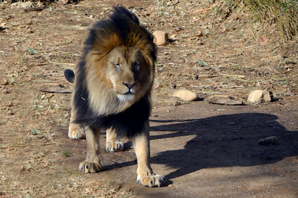 Lion | Project Noah