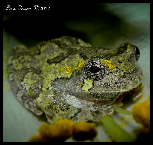 Gray Treefrog/Cope's Gray Treefrog | Project Noah