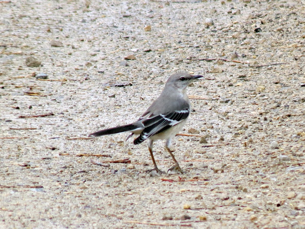 Northern Mockingbird | Project Noah