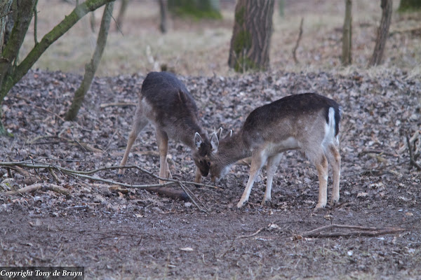 Fallow Deer | Project Noah