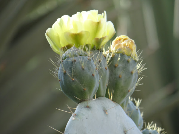 Opuntia Or Nopal | Project Noah