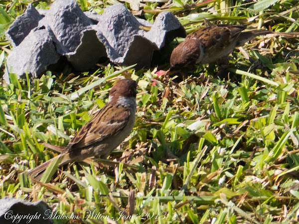 Tree Sparrow | Project Noah