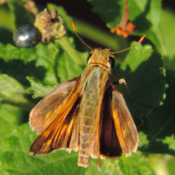 Sachem | Project Noah