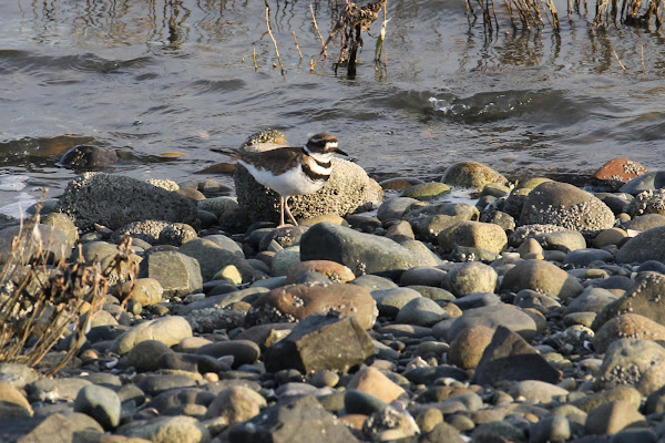 Killdeer | Project Noah