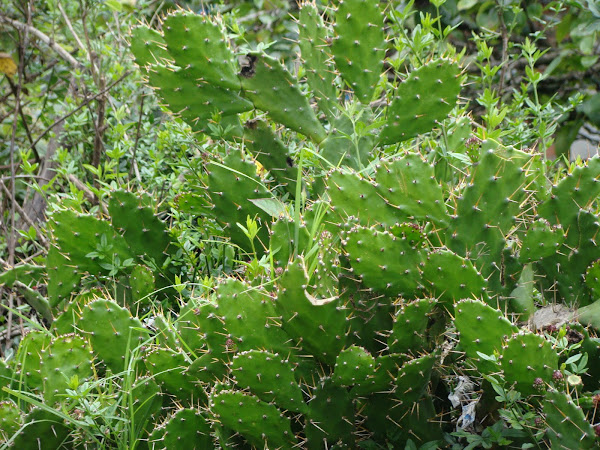 paddle cactus | Project Noah