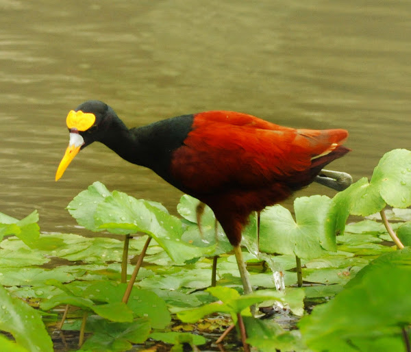 northern jacana | Project Noah