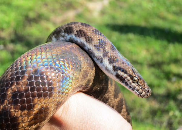 Spotted Python | Project Noah