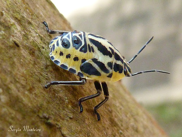 Predatory stink bug nymph | Project Noah