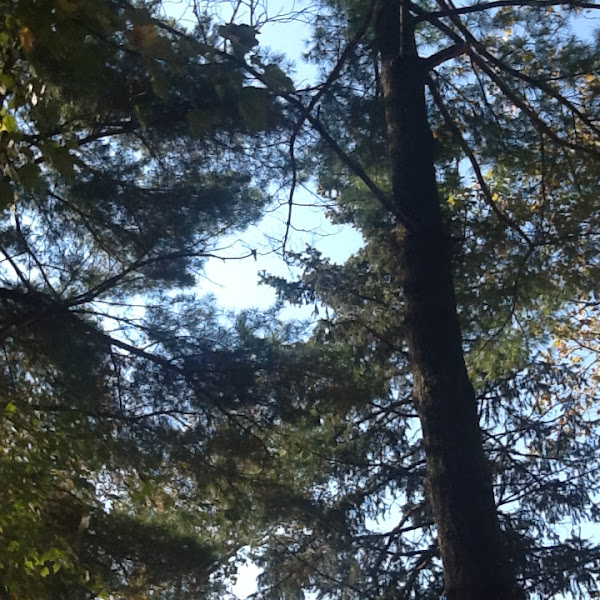 red Pine | Project Noah