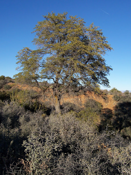 Emory oak | Project Noah