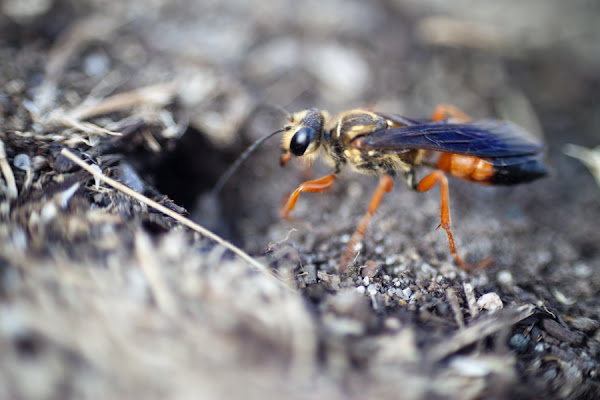 Great golden digger wasp (female excavating a nest) | Project Noah