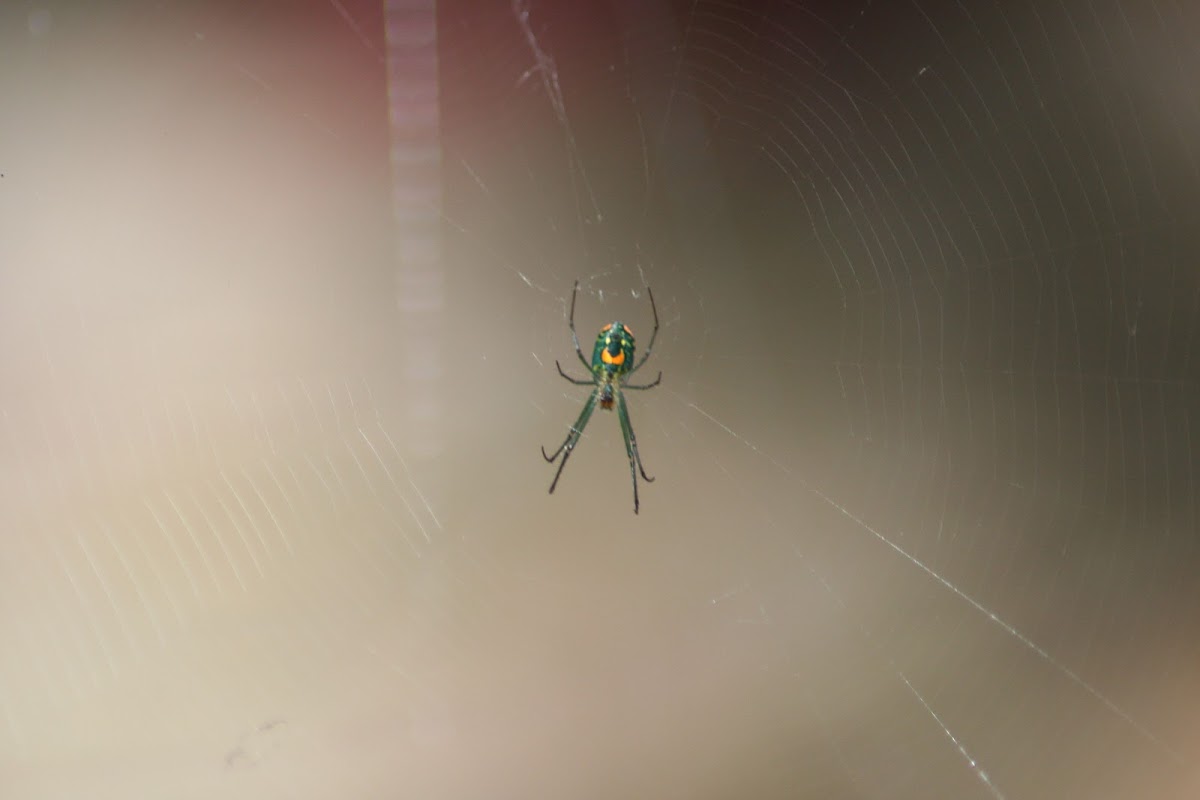 Orchard Orbweaver | Project Noah