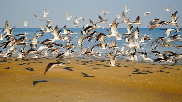 Black Skimmers | Project Noah