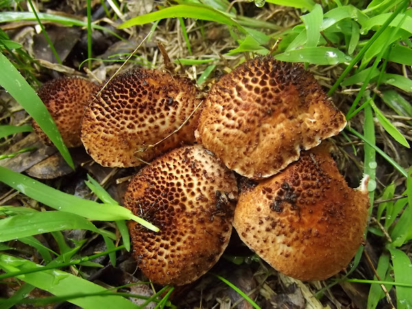 Chestnut dapperling | Project Noah