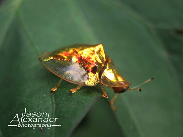 Asian Golden Tortoise Beetle | Project Noah