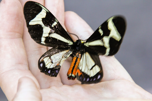 Northern Giant Flag Moth | Project Noah
