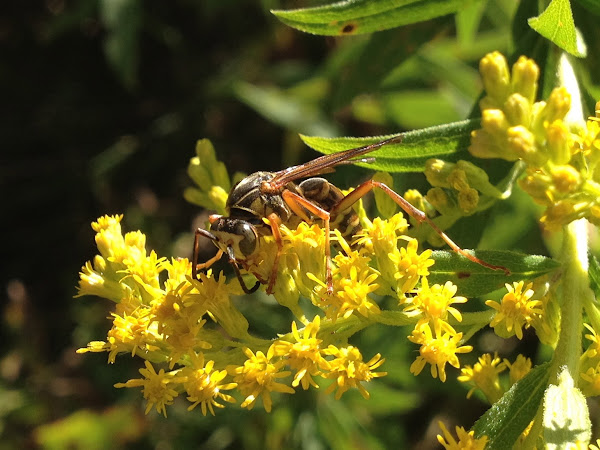 Guinea Wasp | Project Noah