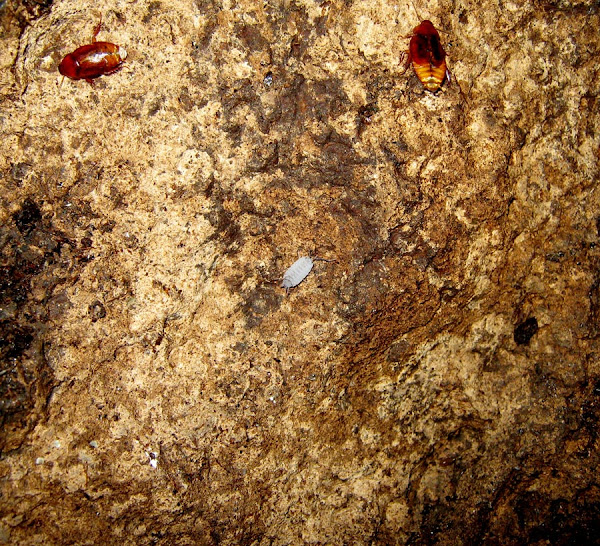 Cave Isopod | Project Noah