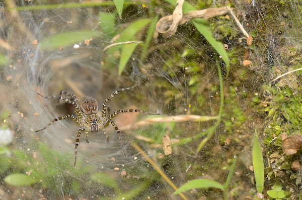 Indian funnel web spider | Project Noah