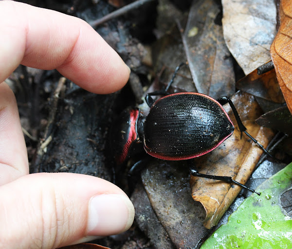 Red-bordered Ground Beetle | Project Noah