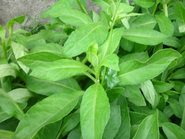 Longetivity Spinach | Project Noah