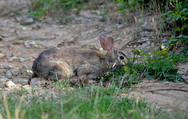 Swamp Rabbit | Project Noah