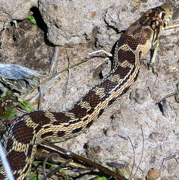Gopher Snake | Project Noah
