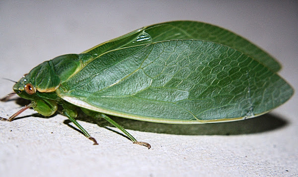 Bladder Cicada | Project Noah