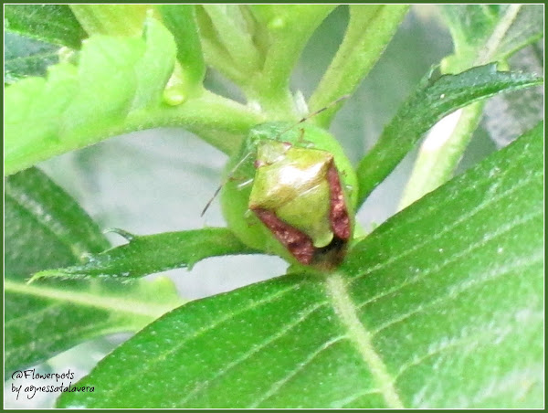 Brown-winged Stink Bug | Project Noah