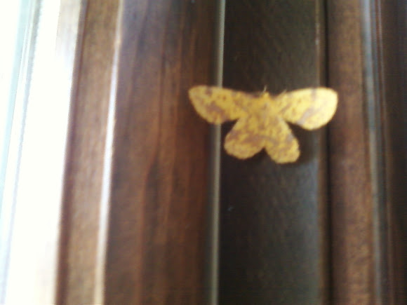 Crocus Geometer | Project Noah