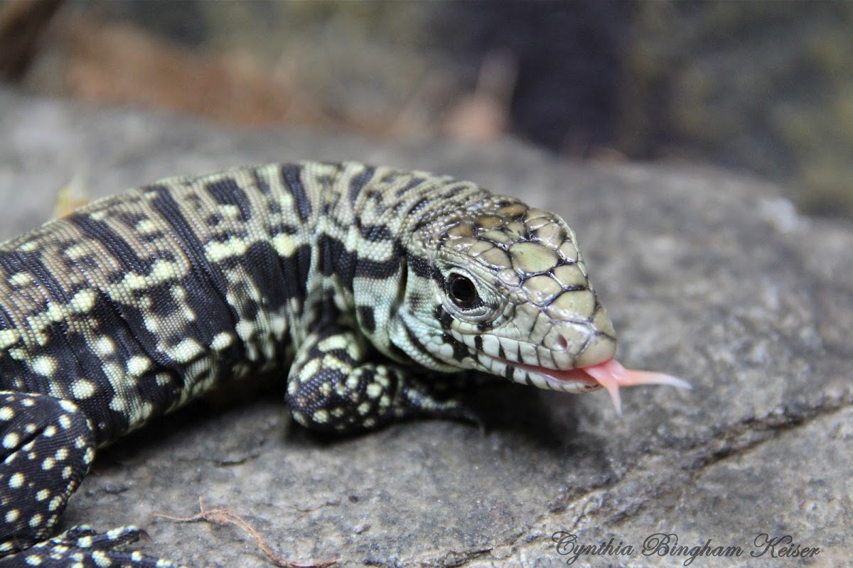 Argentine Black and White Tegu | Project Noah