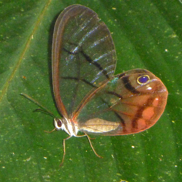 Pink tipped Satyr | Project Noah