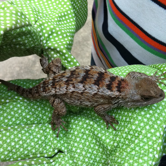 Texas Spiny Lizard | Project Noah