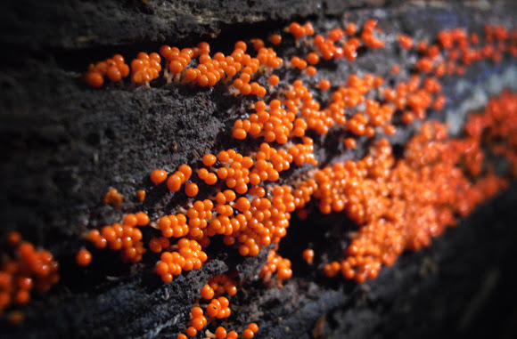 Trichia decipiens | Project Noah
