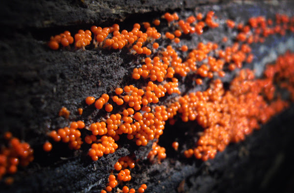 Trichia decipiens | Project Noah