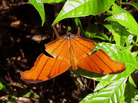 Ruddy Daggerwing | Project Noah