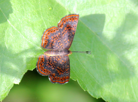 Swamp Metalmark | Project Noah