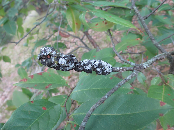 Gall tree disease | Project Noah
