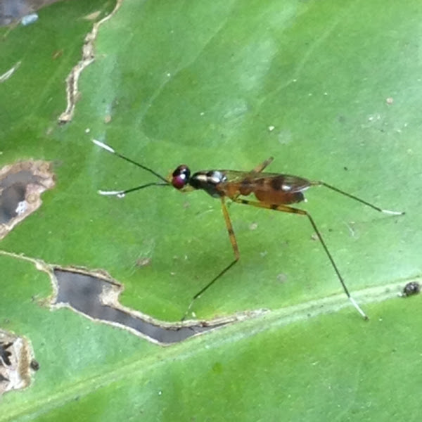 Stilt-legged Fly | Project Noah