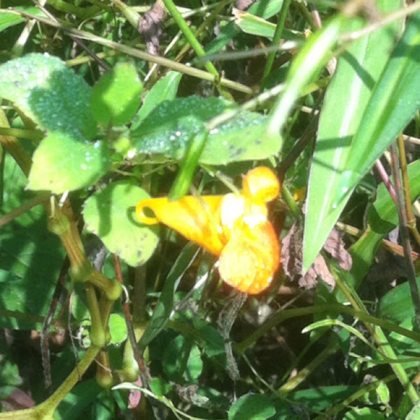 Spotted Touch-me-not | Project Noah