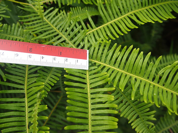 Old World forked fern | Project Noah