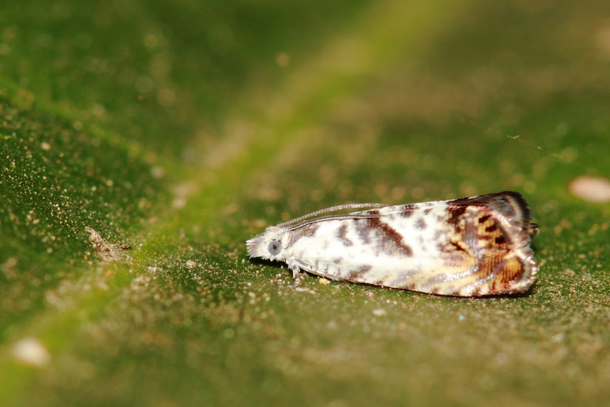 Bird dropping moth. | Project Noah