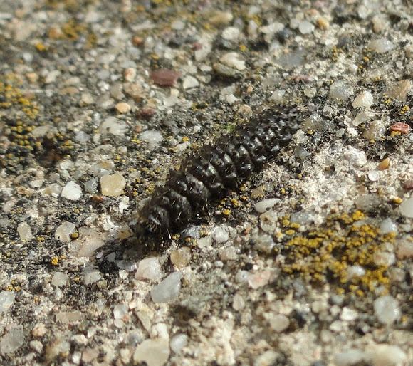 Leaf beetle larva | Project Noah