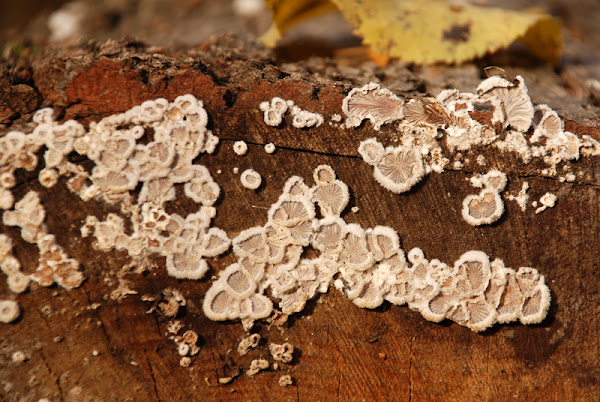 Split gill | Project Noah