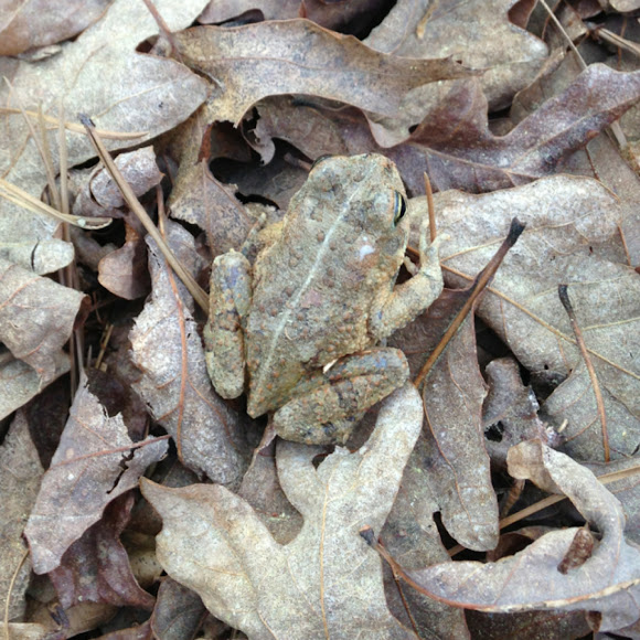 Fowler's toad | Project Noah