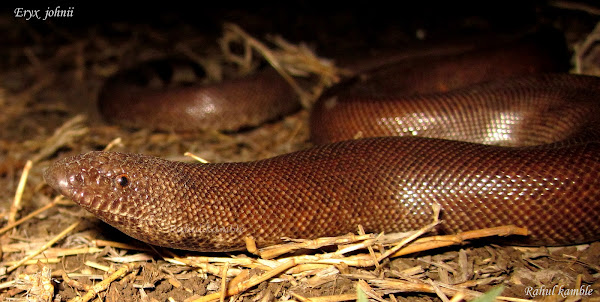 Red Sand Boa | Project Noah