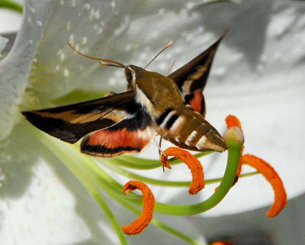 Gallium Sphinx Moth | Project Noah