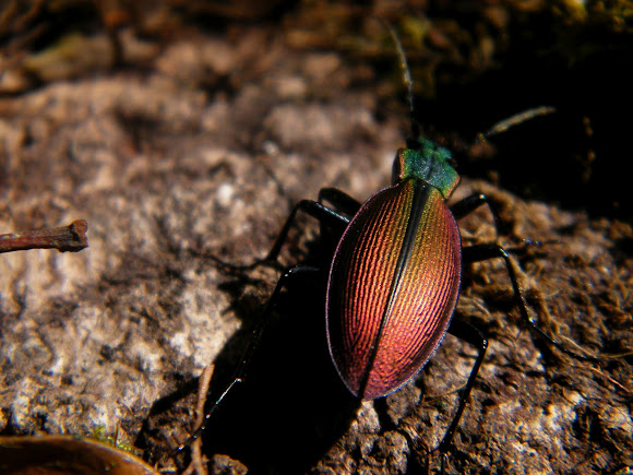Chilean Beetle | Project Noah