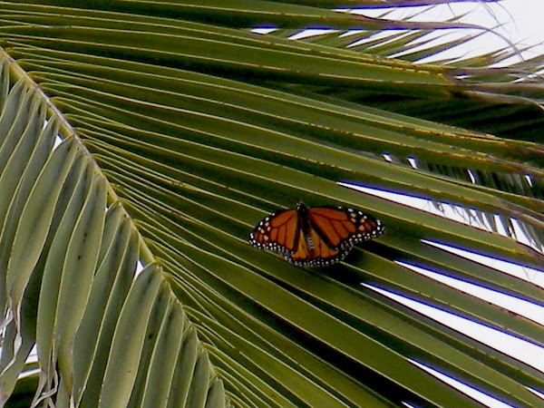 Monarch Butterfly | Project Noah