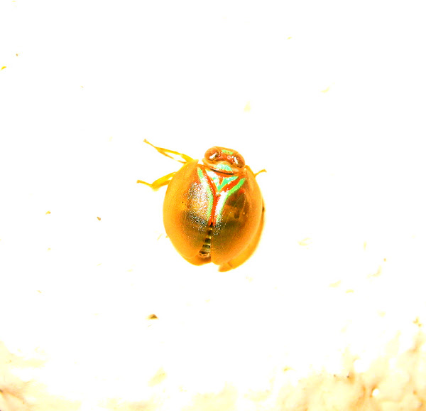 Round Issid Bug | Project Noah